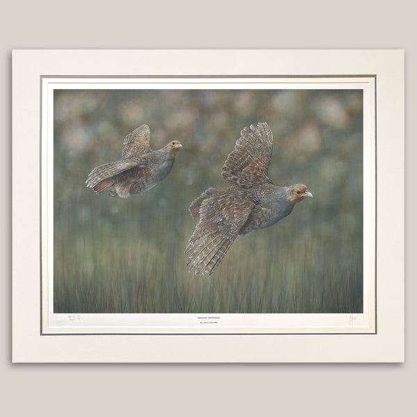 English Partridge Artist Proof – Artist James Green